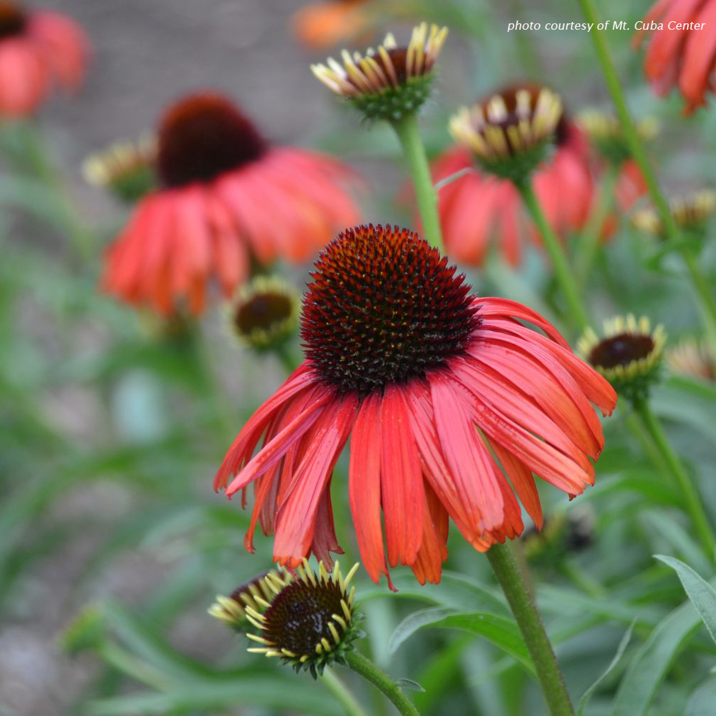 Echinacea Postman (Coneflower) - Cavano's Perennials