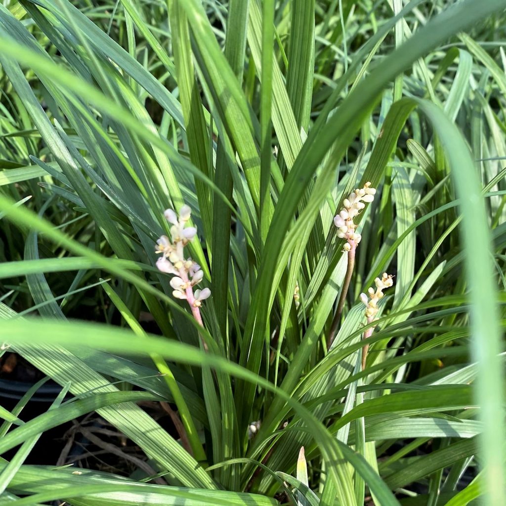 Liriope spicata (Creeping Lily Turf) - Cavano's Perennials