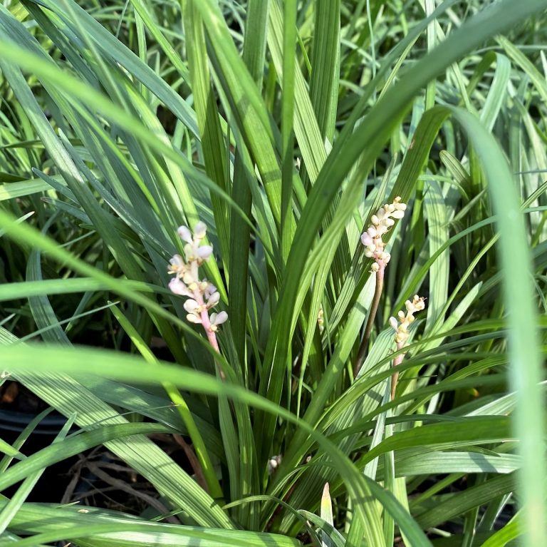 Liriope spicata (Creeping Lily Turf) - Cavano's Perennials