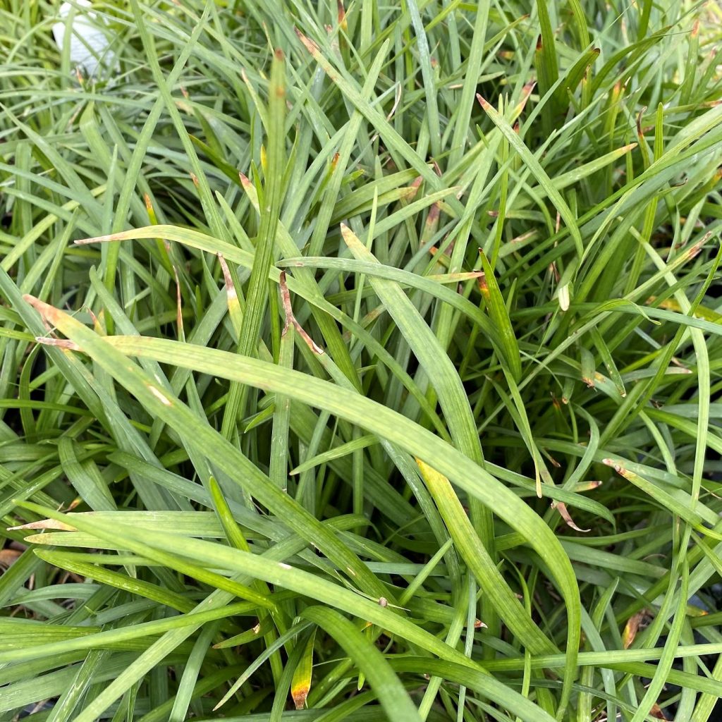 Liriope spicata (Creeping Lily Turf) - Cavano's Perennials