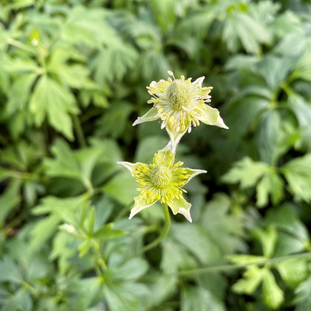 Anemone virginiana (Thimbleweed) - Cavano’s Perennials
