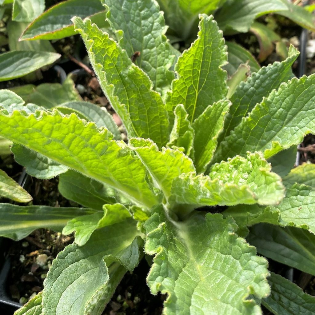 Digitalis x Arctic Fox Rose ‘Balroxose’ (Foxglove) - Cavano's Perennials