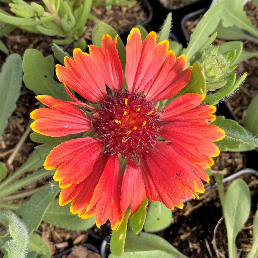 Gaillardia x grandiflora ‘Spintop Red’ (Blanket Flower) PPAF - Cavano’s ...