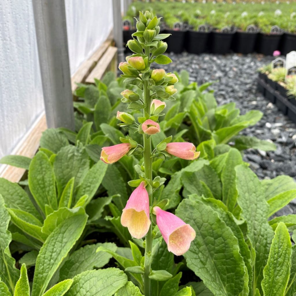 Digitalis x Arctic Fox Rose ‘Balroxose’ (Foxglove) - Cavano's Perennials