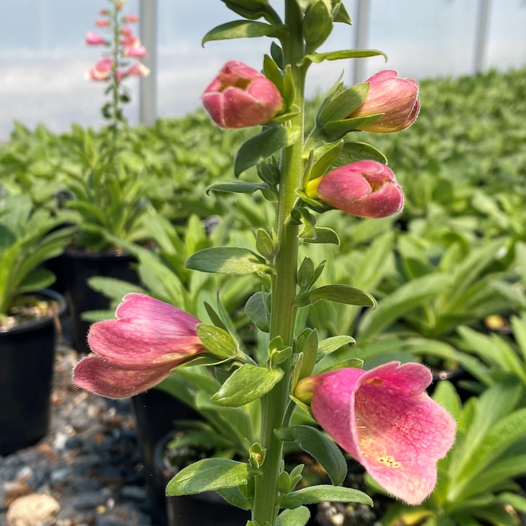 Digitalis x Arctic Fox Rose ‘Balroxose’ (Foxglove) - Cavano’s Perennials