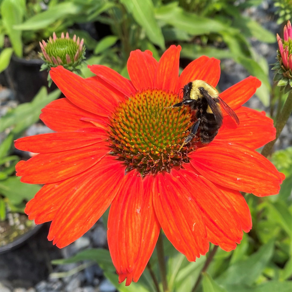 Echinacea Intense Orange (Coneflower) - Cavano's Perennials
