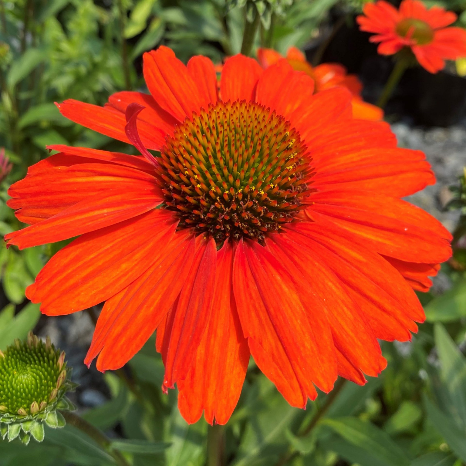 Echinacea Intense Orange (Coneflower) - Cavano's Perennials
