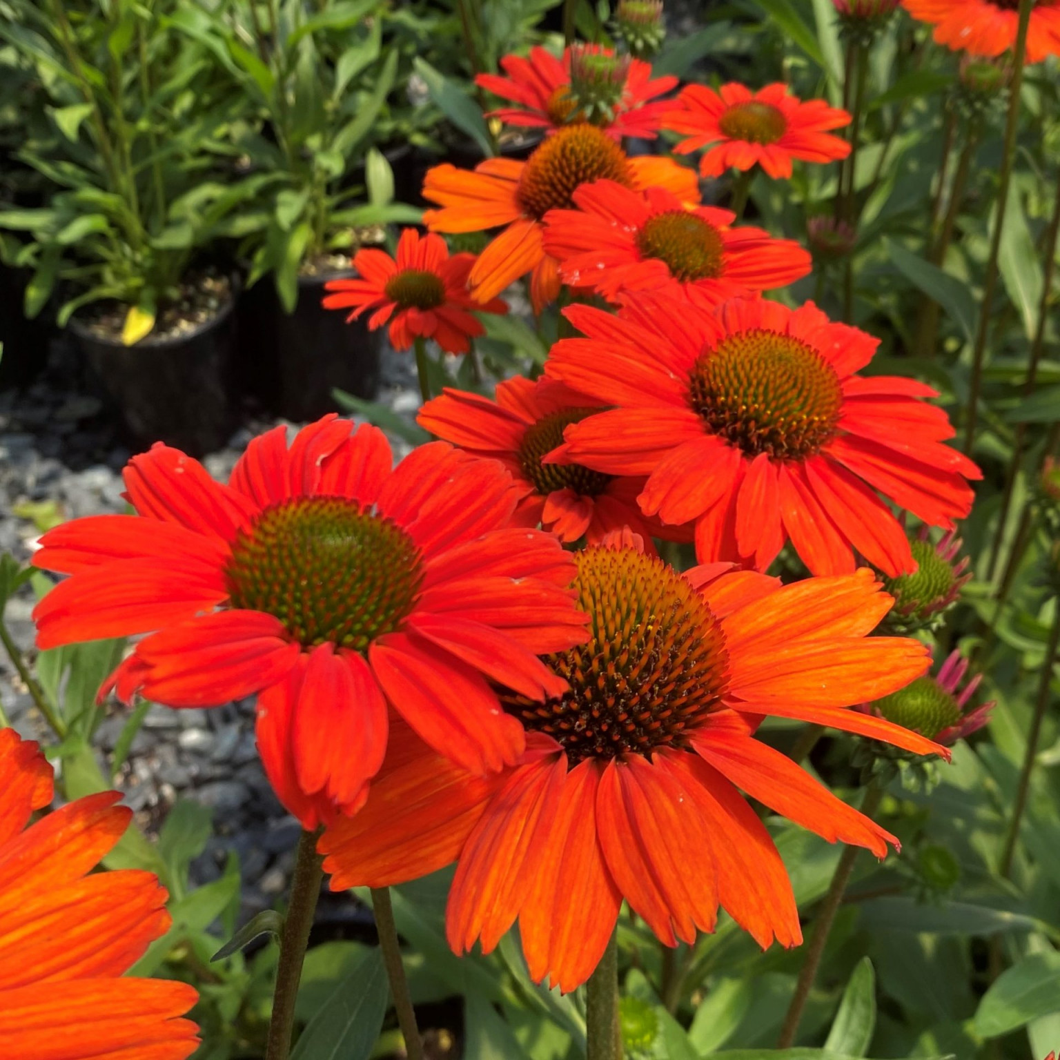 Echinacea Intense Orange (Coneflower) - Cavano's Perennials