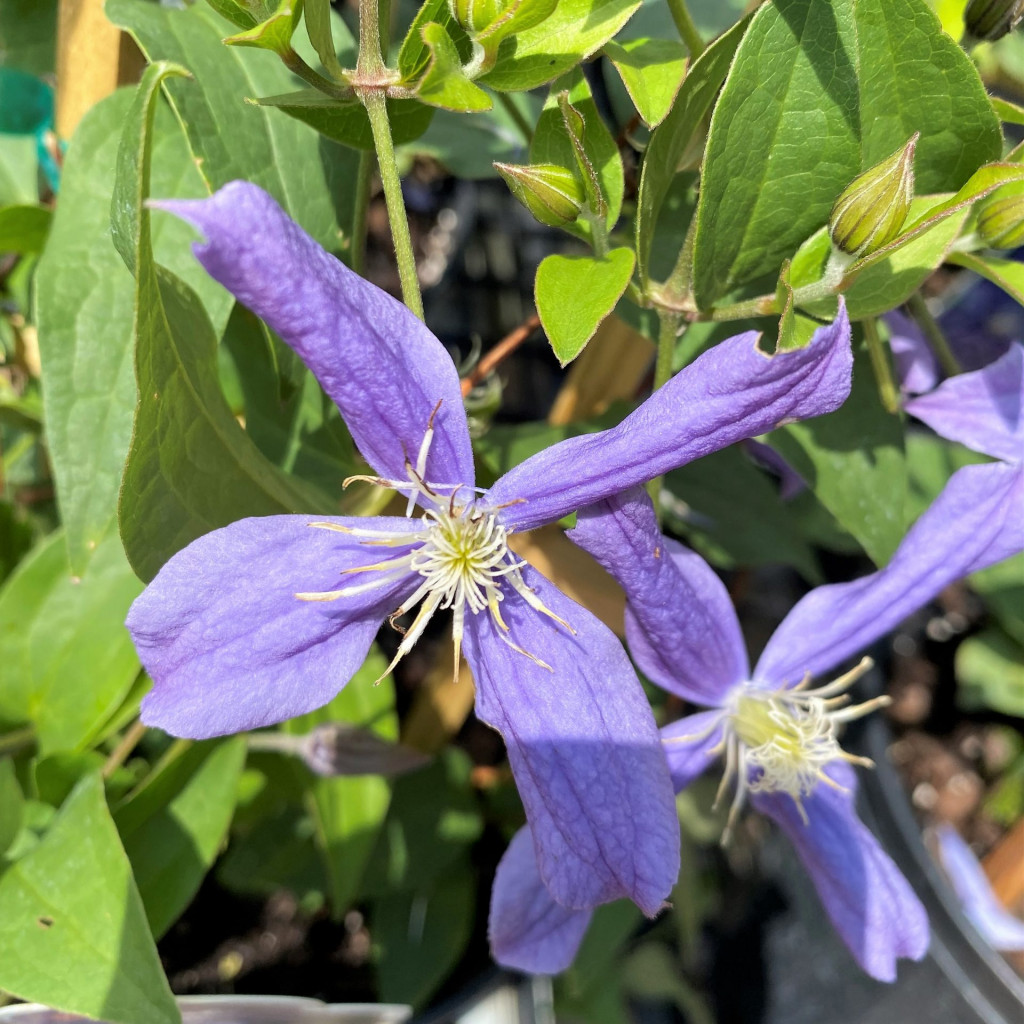 Vines - Cavano's Perennials