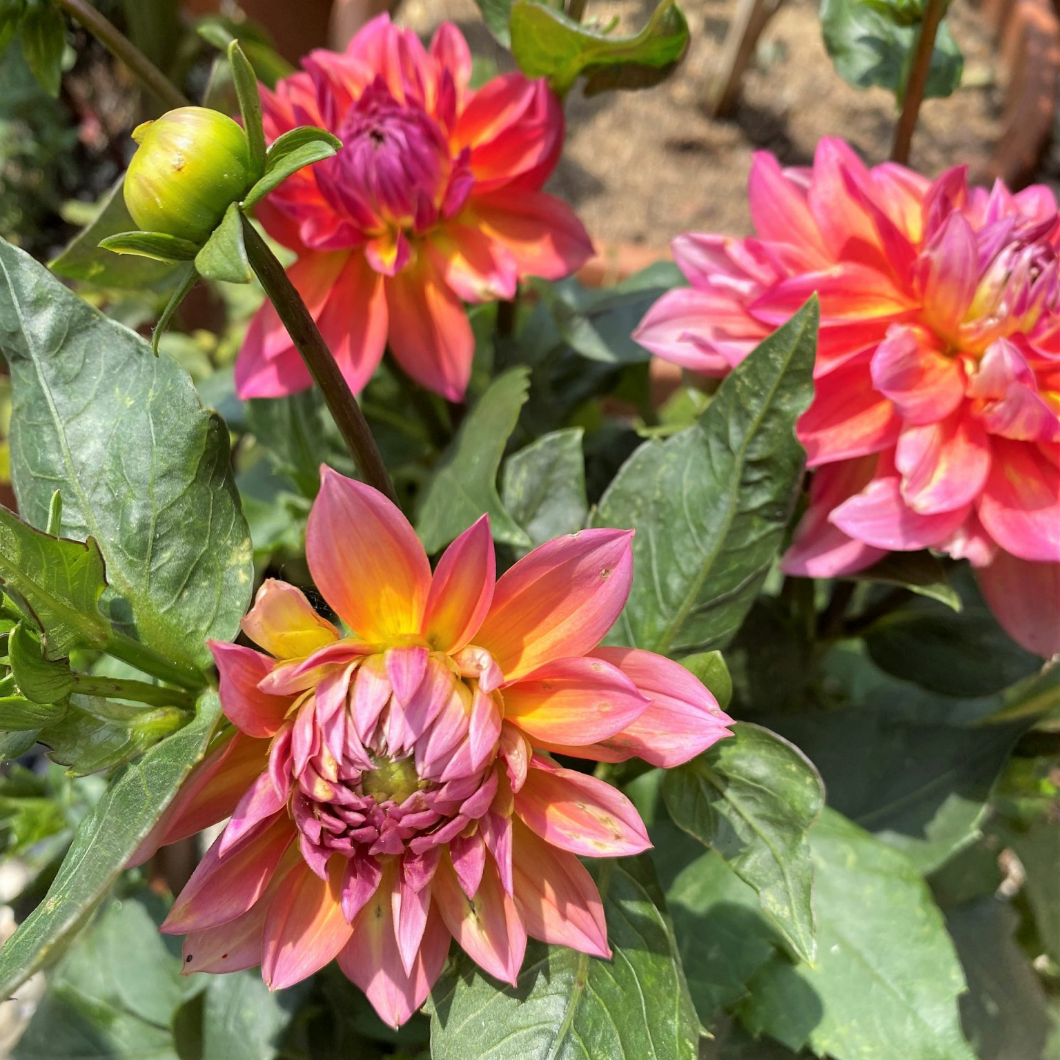 Dahlia Decorative ‘Firepot’ - Cavano's Perennials