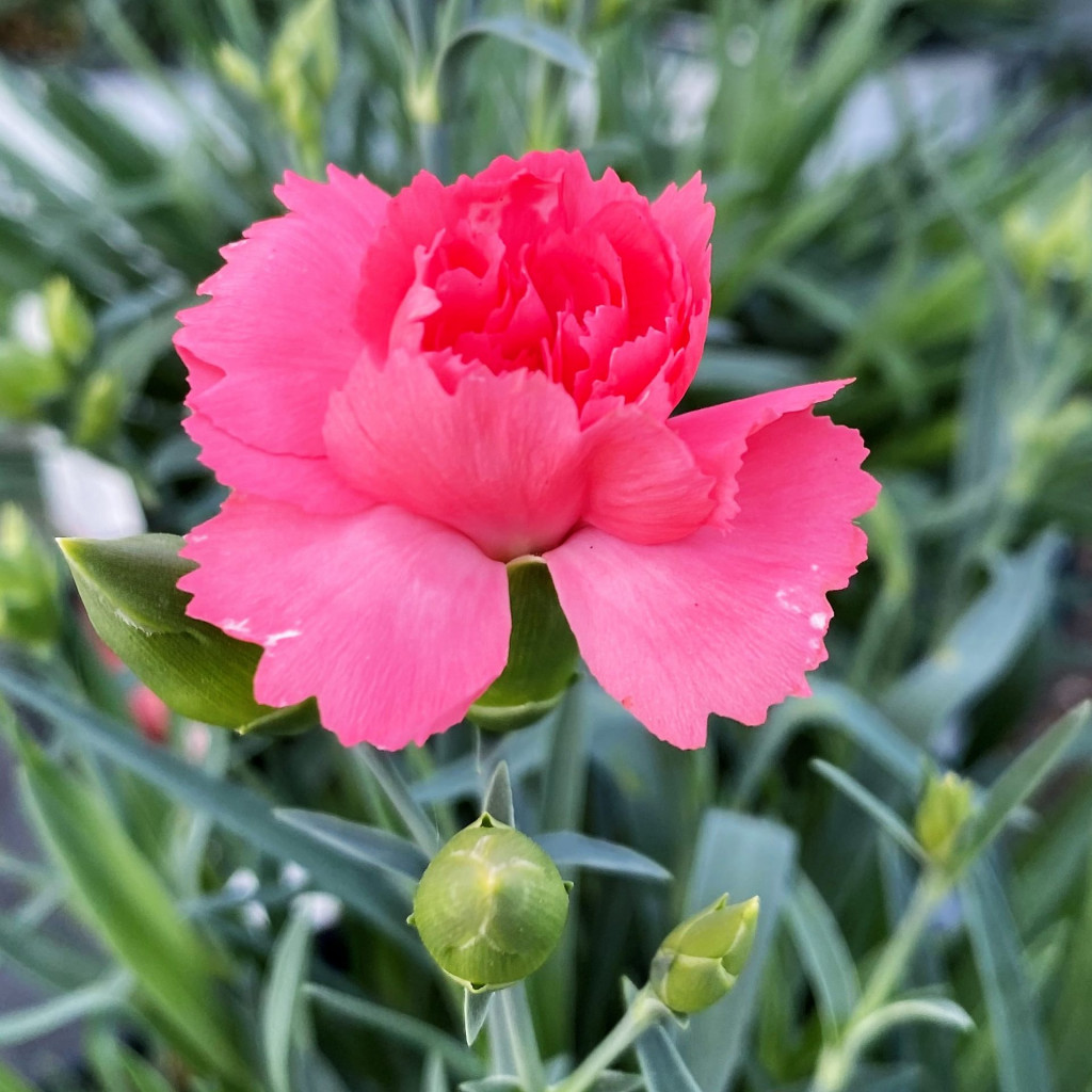 Dianthus Fruit Punch® ‘Classic Coral’ (Pinks) - Cavano's Perennials