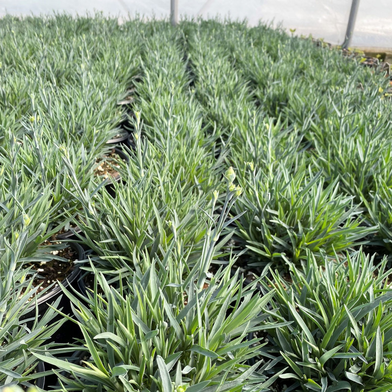 Dianthus Scent First Raspberry Surprise (Pinks) PP#16029 - Cavano's ...