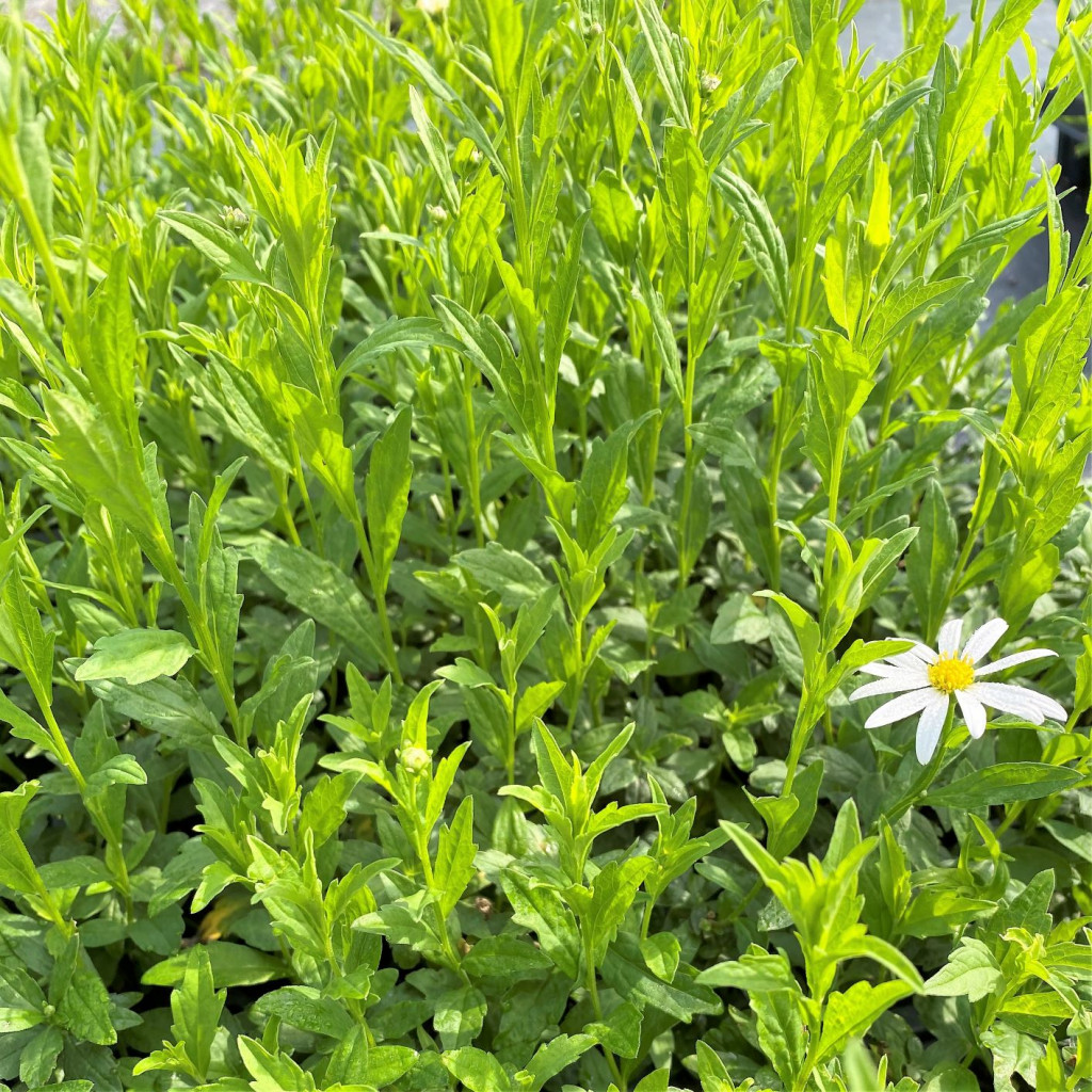 Kalimeris integrifolia ‘Daisy Mae’ (Japanese Aster) - Cavano's Perennials