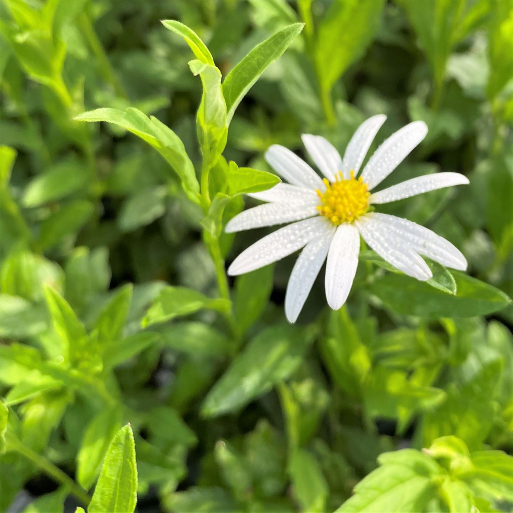 Kalimeris integrifolia ‘Daisy Mae’ (Japanese Aster) - Cavano's Perennials