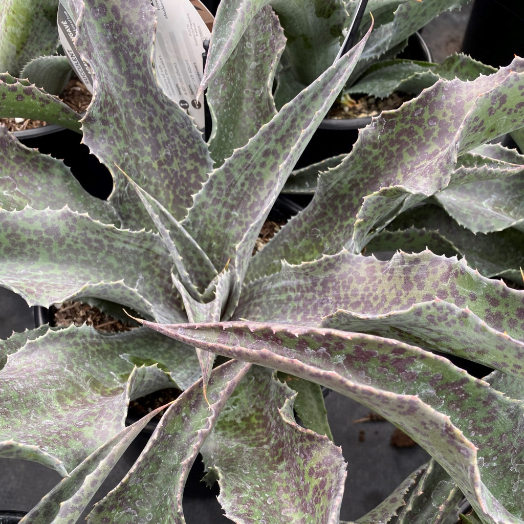 Mangave Catch A Wave PP29 723 Cavano s Perennials Mangave Catch A Wave PP29 723 Cavano s Perennials