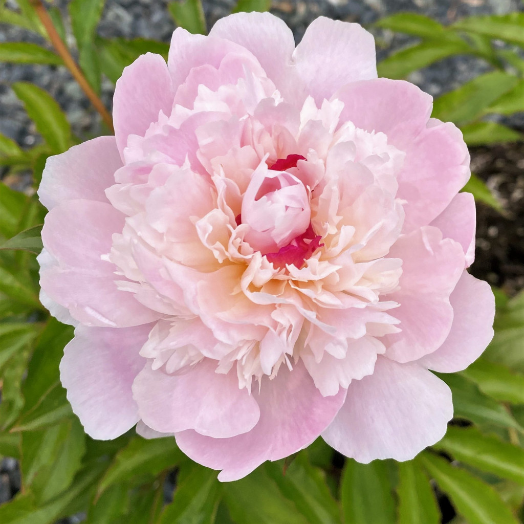 Paeonia ‘Pecher’ (Garden Peony) - Cavano's Perennials
