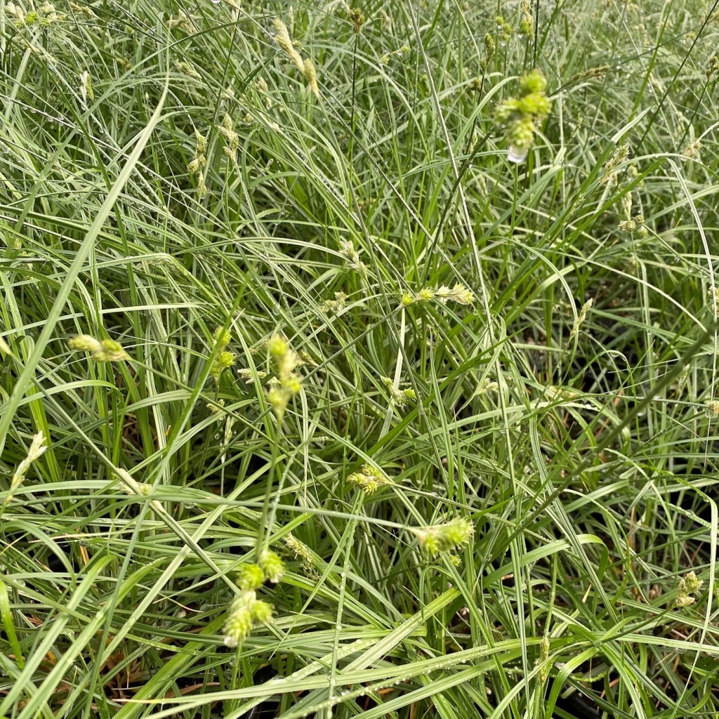 Carex brevior (Plains Oval Sedge) - Cavano's Perennials