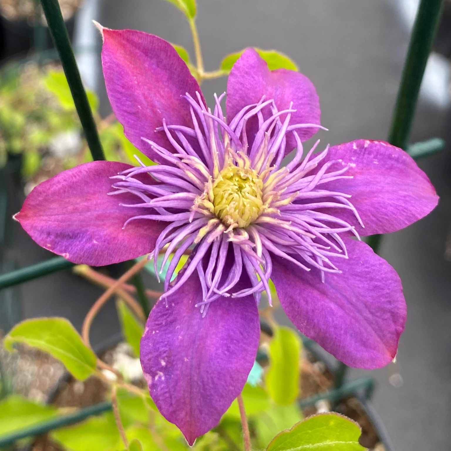 Clematis Crystal Fountain