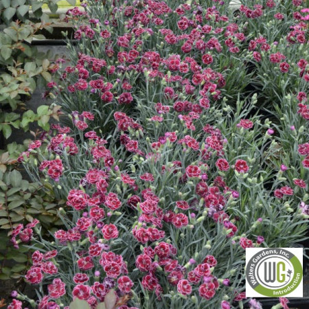 Dianthus x Fruit Punch® ‘Black Cherry Frost’ - Cavano’s Perennials