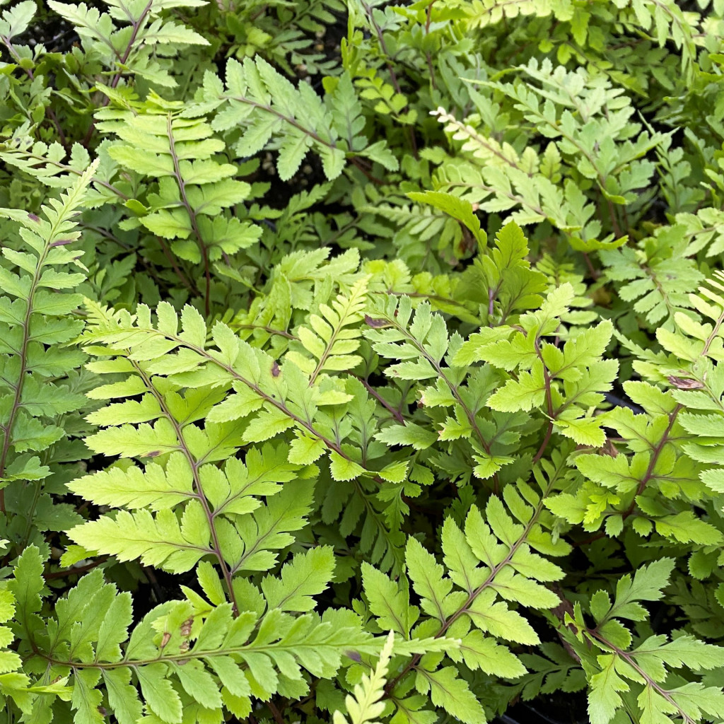 Athyrium otophorum (Limelight Lady Fern) - Cavano’s Perennials