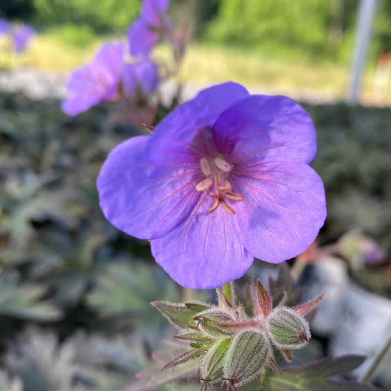 Geranium pratense ‘Boom Chocolatta’ (Cranesbill) - Cavano's Perennials