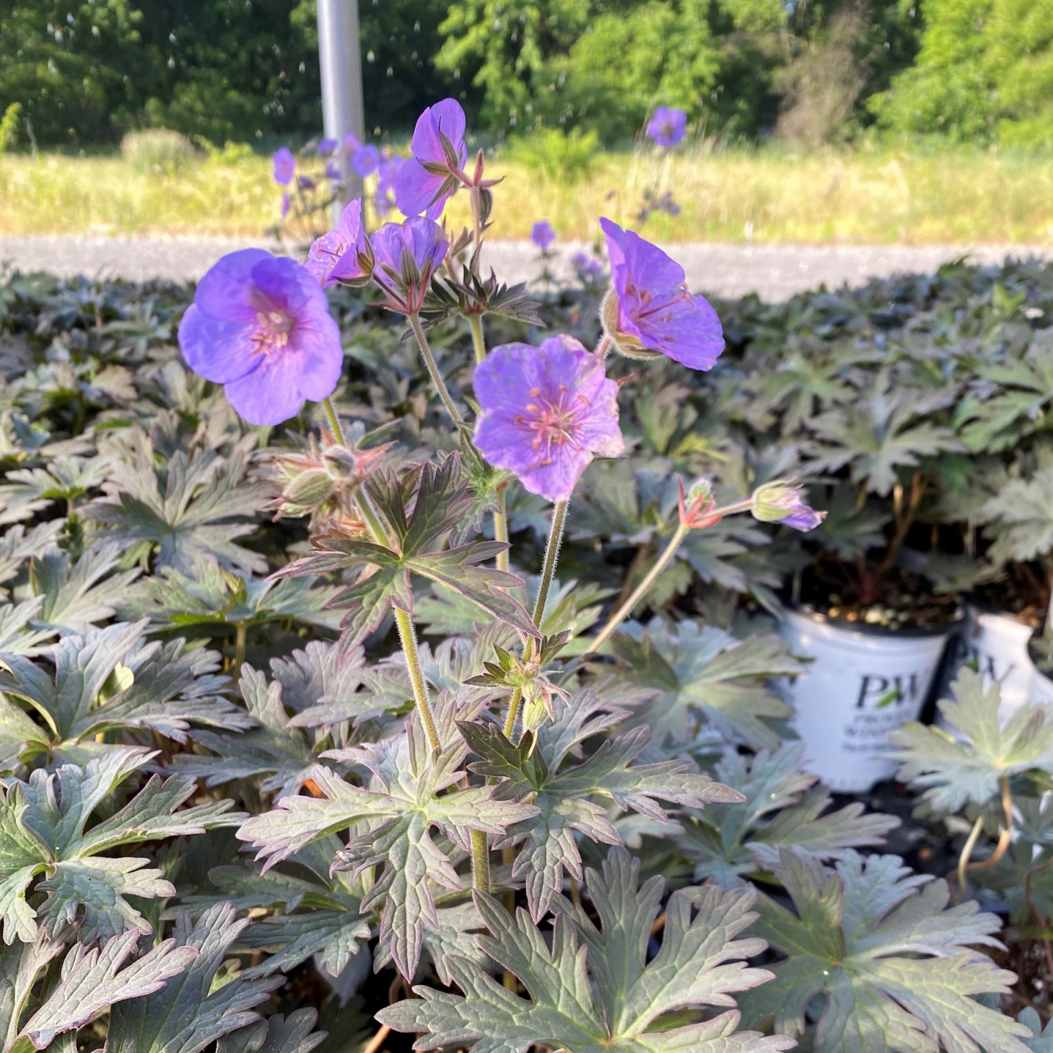 Geranium pratense ‘Boom Chocolatta’ (Cranesbill) - Cavano’s Perennials