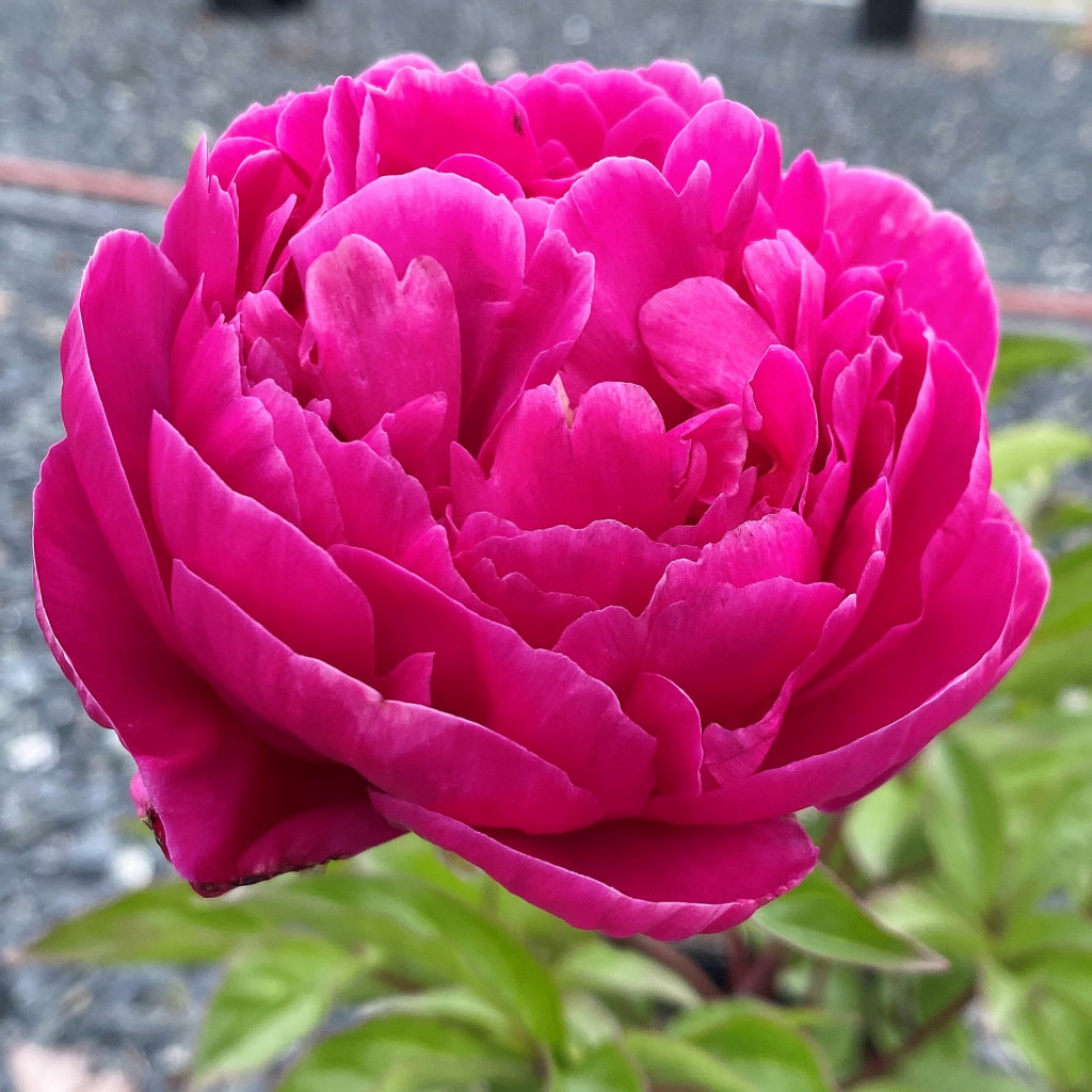 Paeonia ‘Kansas’ (Garden Peony) - Cavano’s Perennials