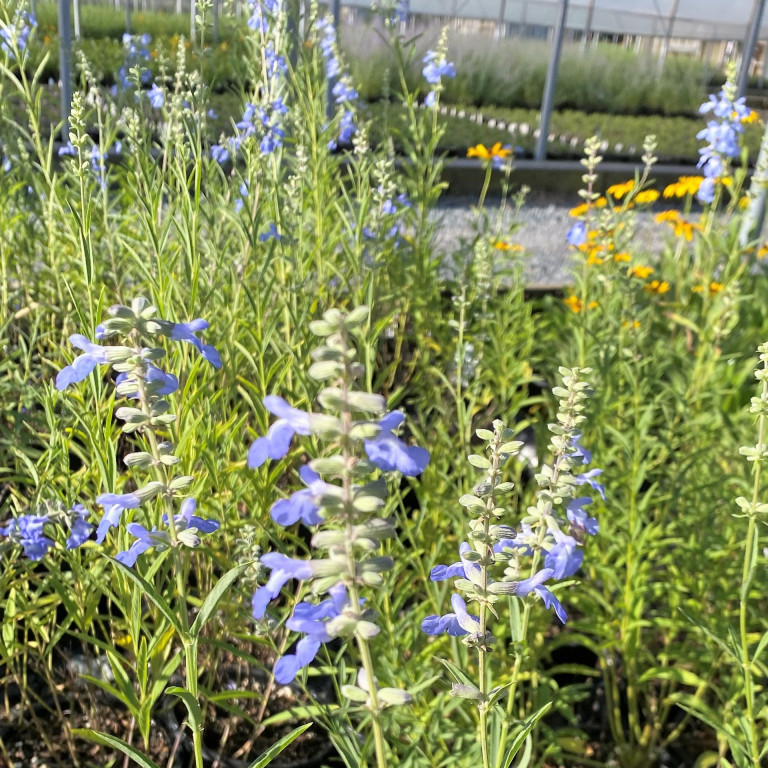 Salvia azurea (Blue Sage) - Cavano's Perennials