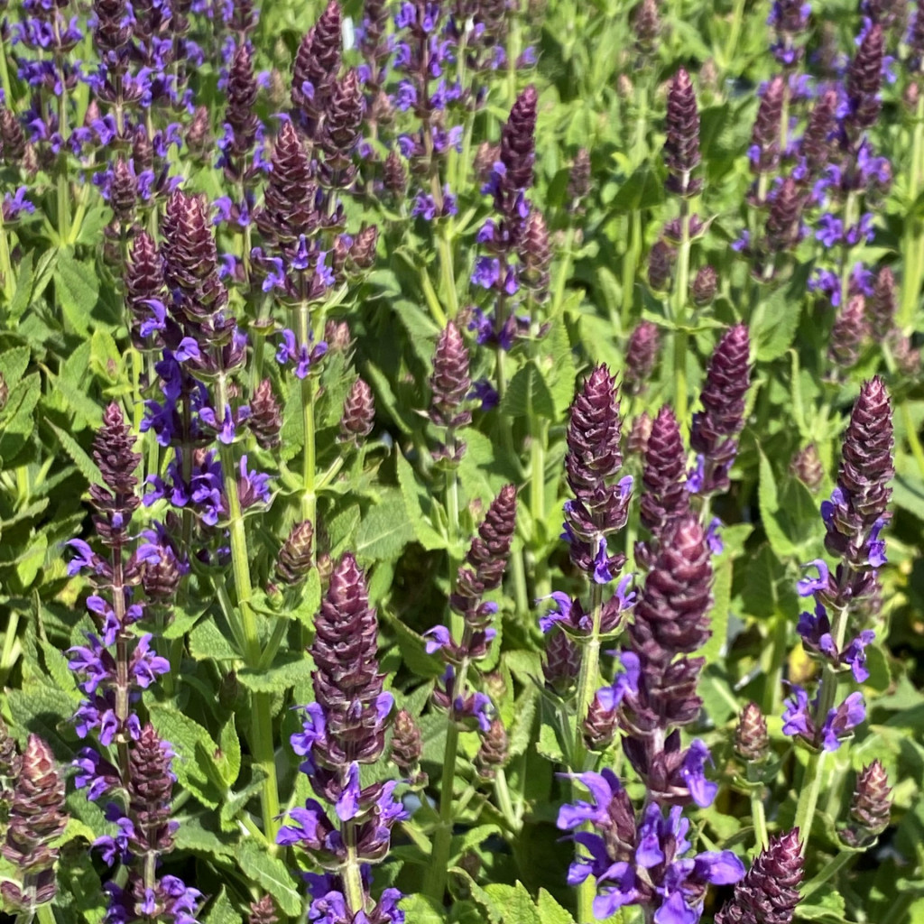 Salvia nemorosa Color Spires® ‘Violet Riot’ (Sage) - Cavano's Perennials
