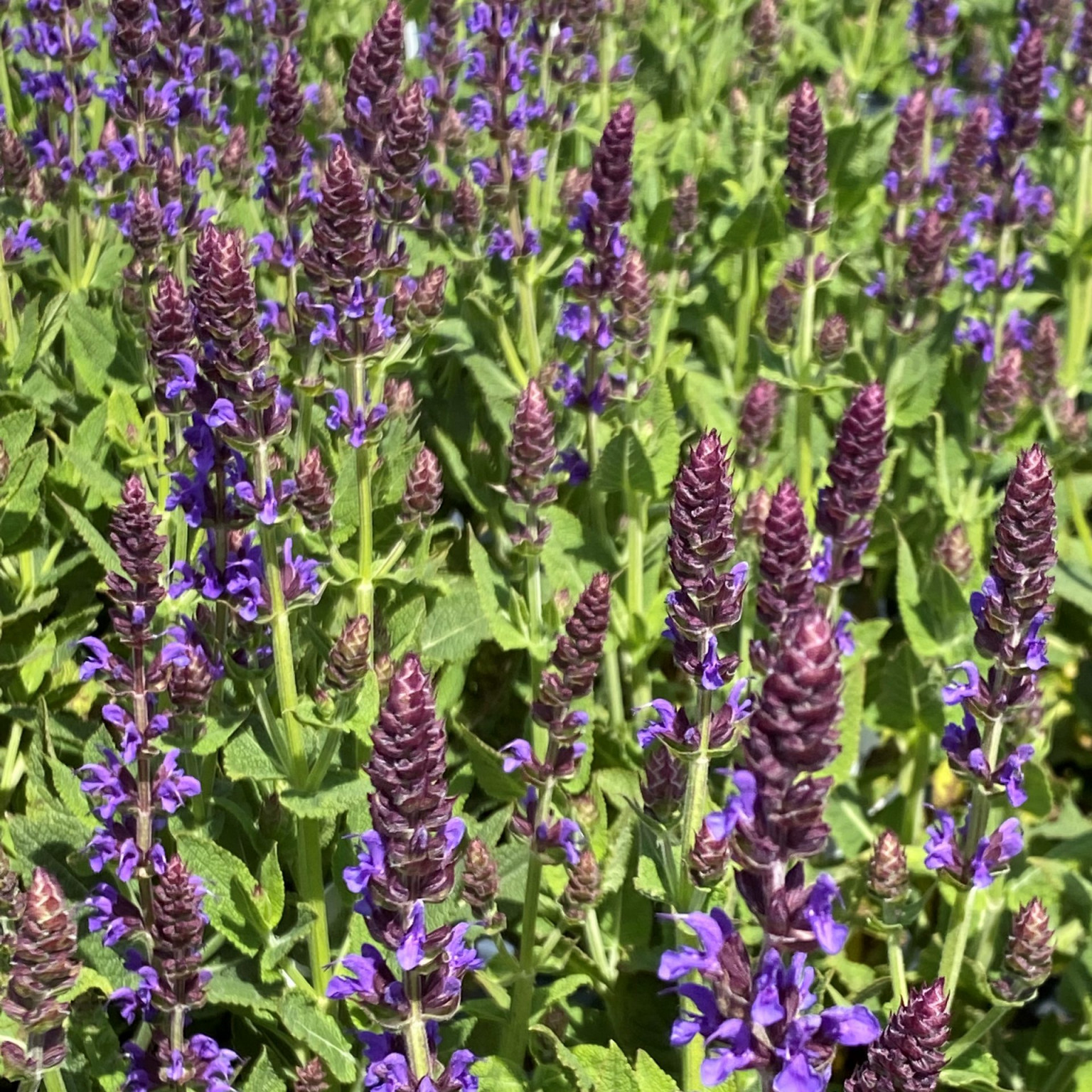 Salvia nemorosa Color Spires® ‘Violet Riot’ (Sage) - Cavano's Perennials