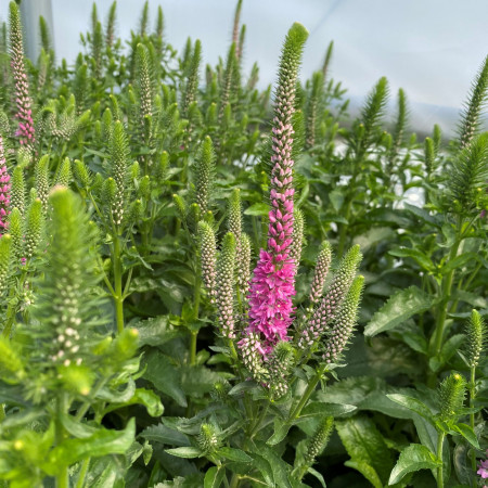 Veronica Magic Show® ‘Pink Potion’ PP29,681 (Spiked Speedwell) - Cavano ...