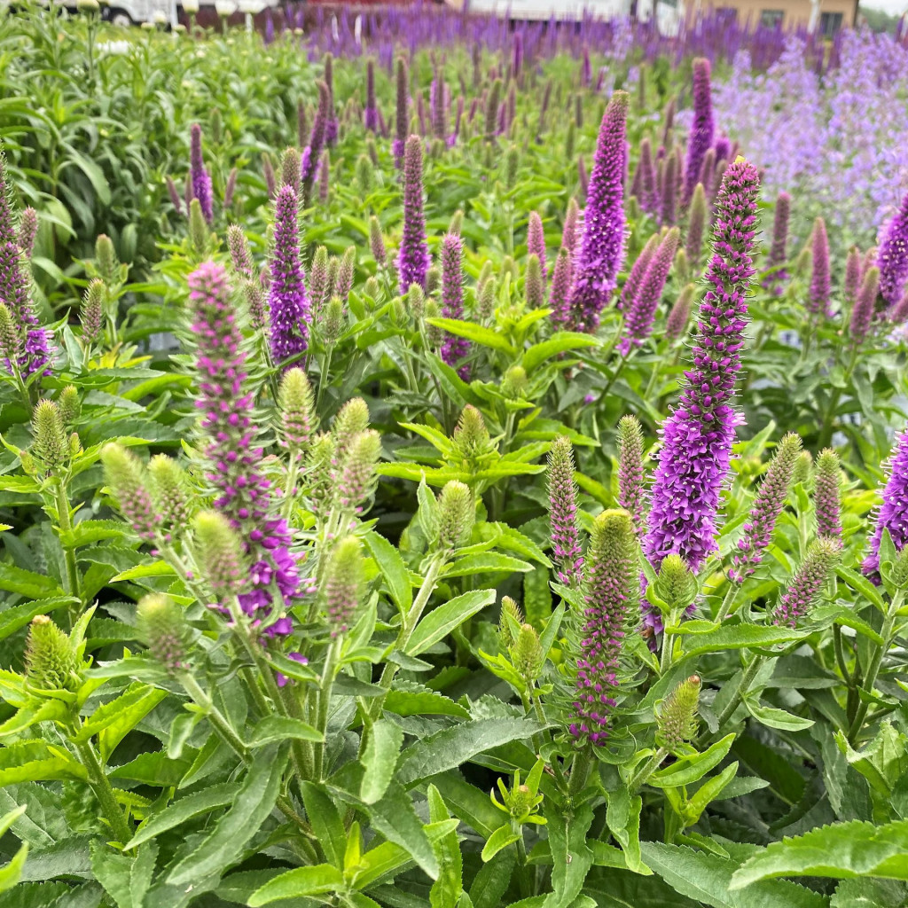 Veronica Magic Show® ‘Purple Illusion’ PP31,301 (Spiked Speedwell ...