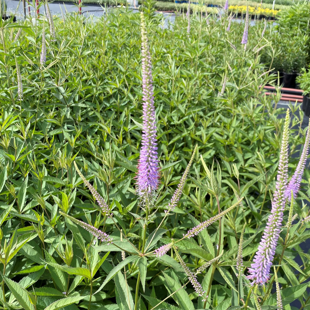 Veronicastrum virginicum ‘Fascination’ (Culver’s Root) - Cavano's ...