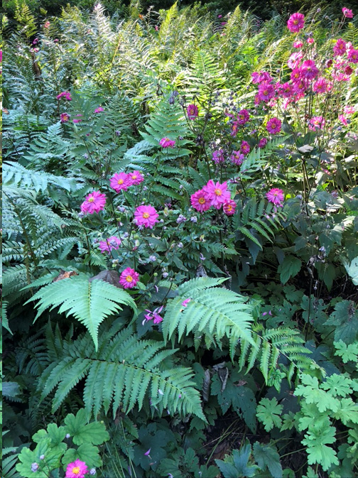 General Introduction to Hardy Ferns© - Cavano's Perennials