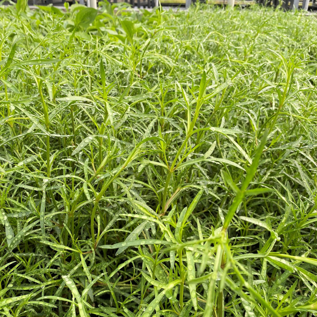 Coreopsis rosea (Tickseed) - Cavano's Perennials