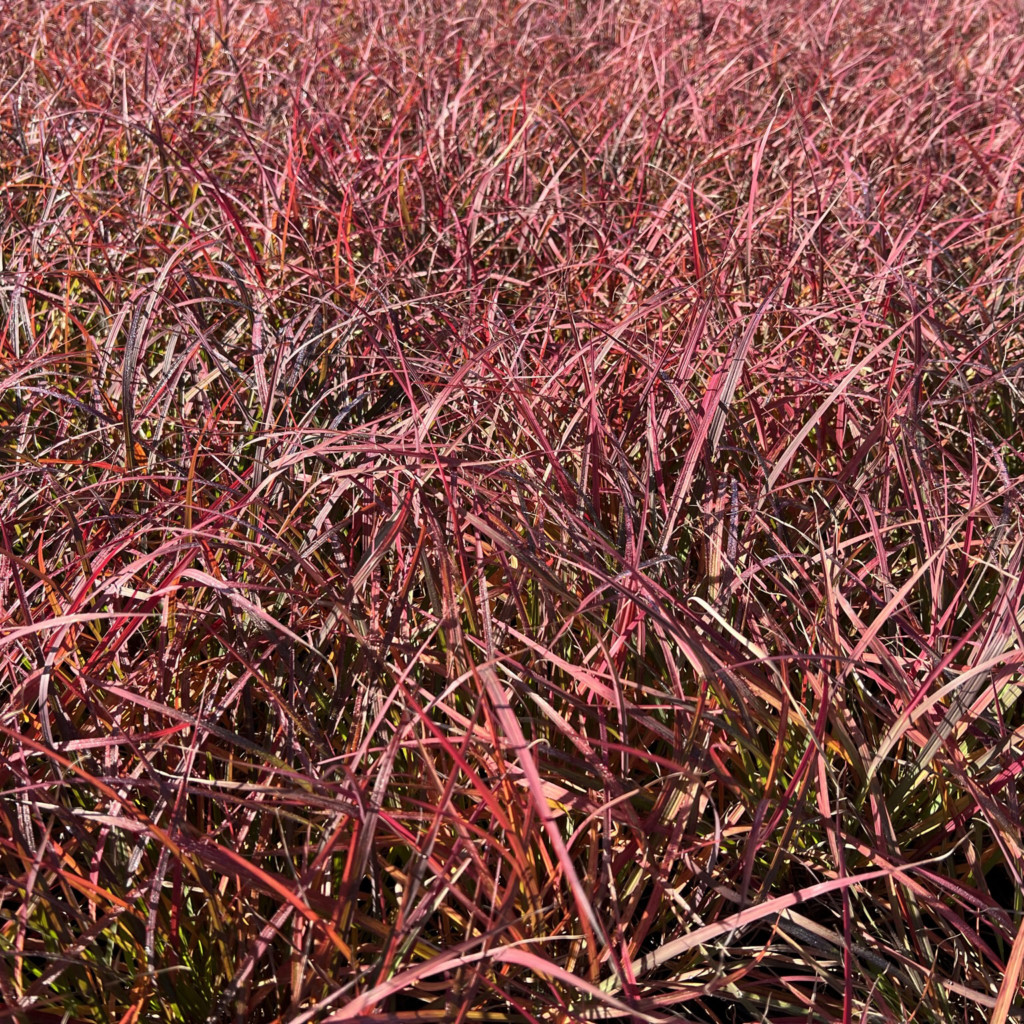 Ornamental Grasses - You’ve come a long way baby! - Cavano's Perennials