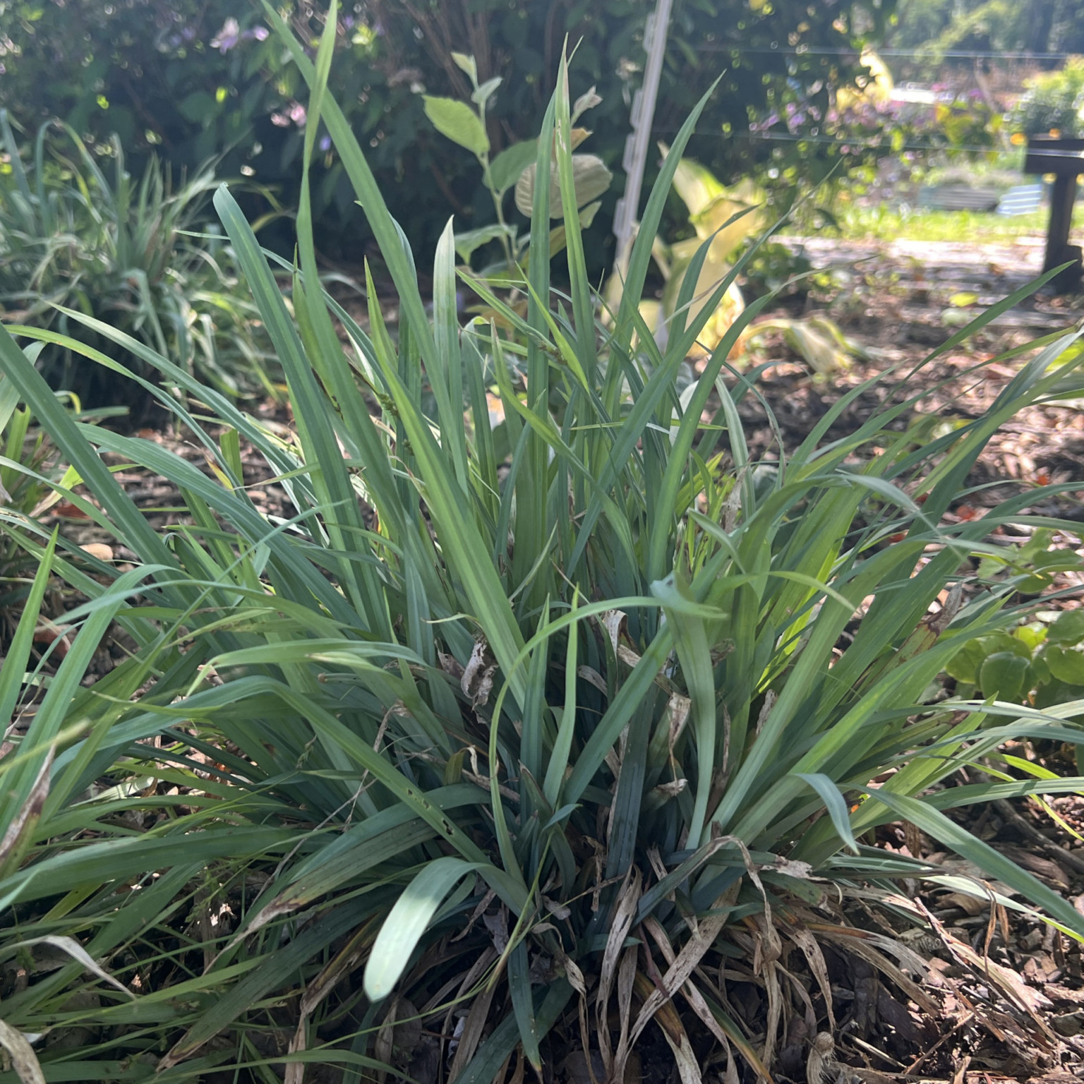 Ornamental Grasses - You’ve come a long way baby! - Cavano's Perennials