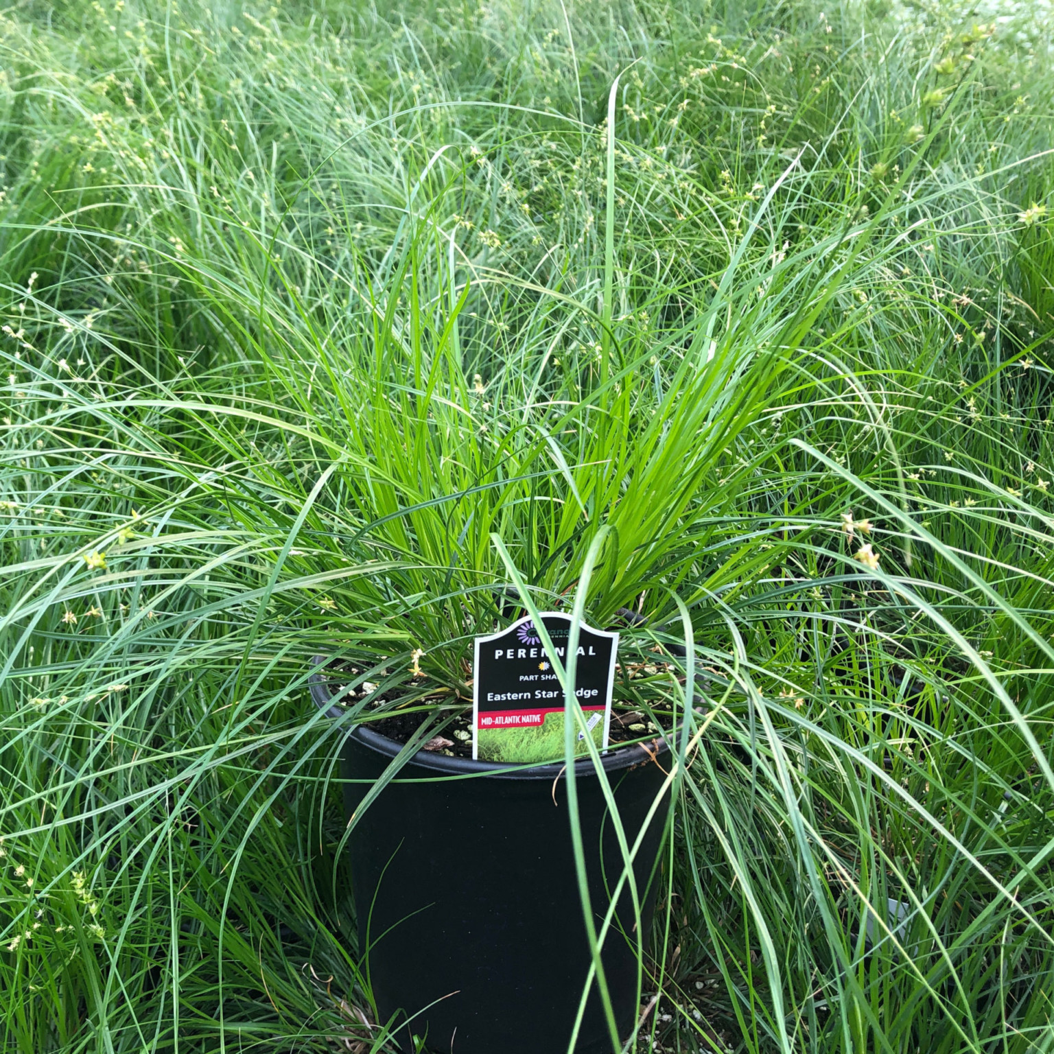 Ornamental Grasses - You’ve come a long way baby! - Cavano's Perennials