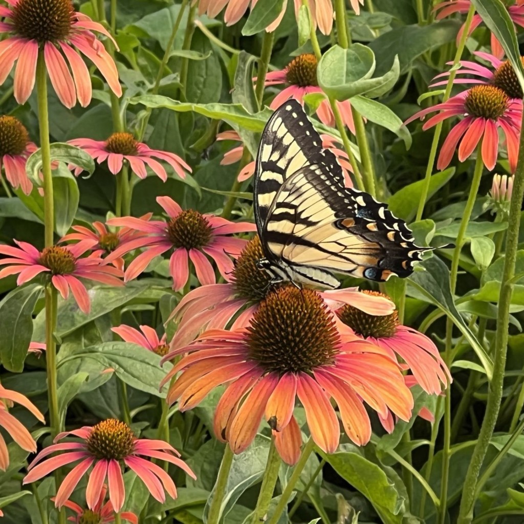 Designing Your Native Perennial Plant Program for Retail - Cavano's ...