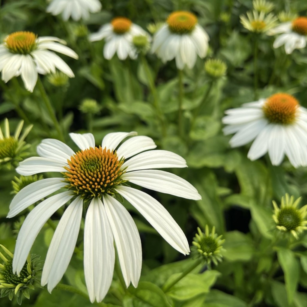 Designing Your Native Perennial Plant Program for Retail - Cavano’s ...
