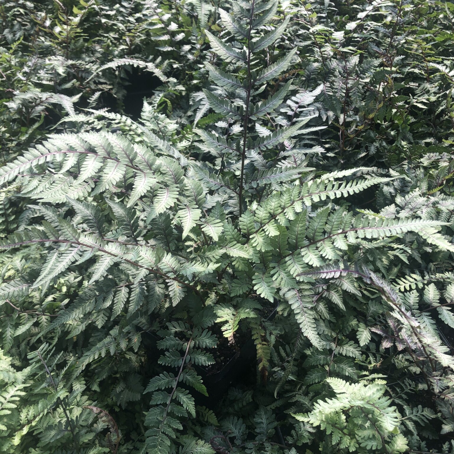 Athyrium ‘Godzilla’ (Japanese Painted Fern) - Cavano’s Perennials