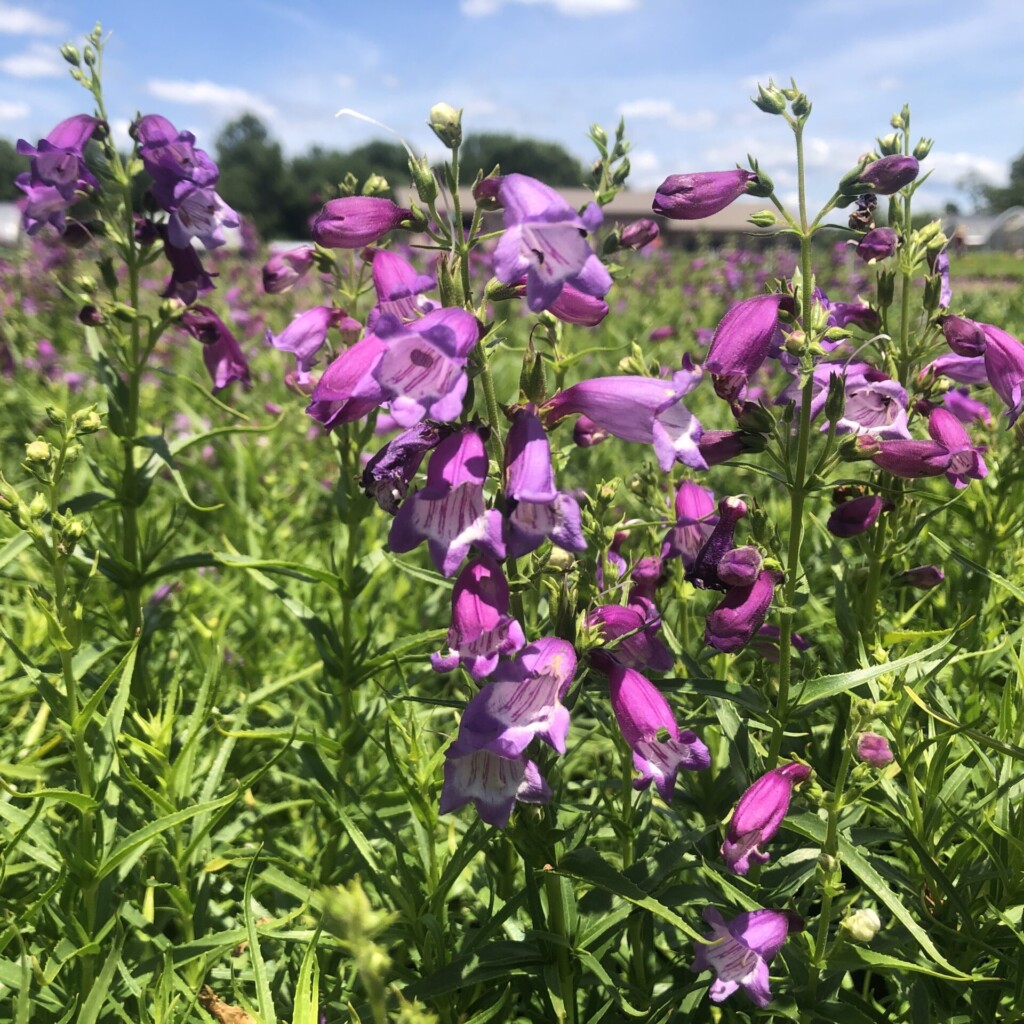 Penstemon x mexicali ‘Sunburst Amethyst’ (Beardtongue) - Cavano's ...