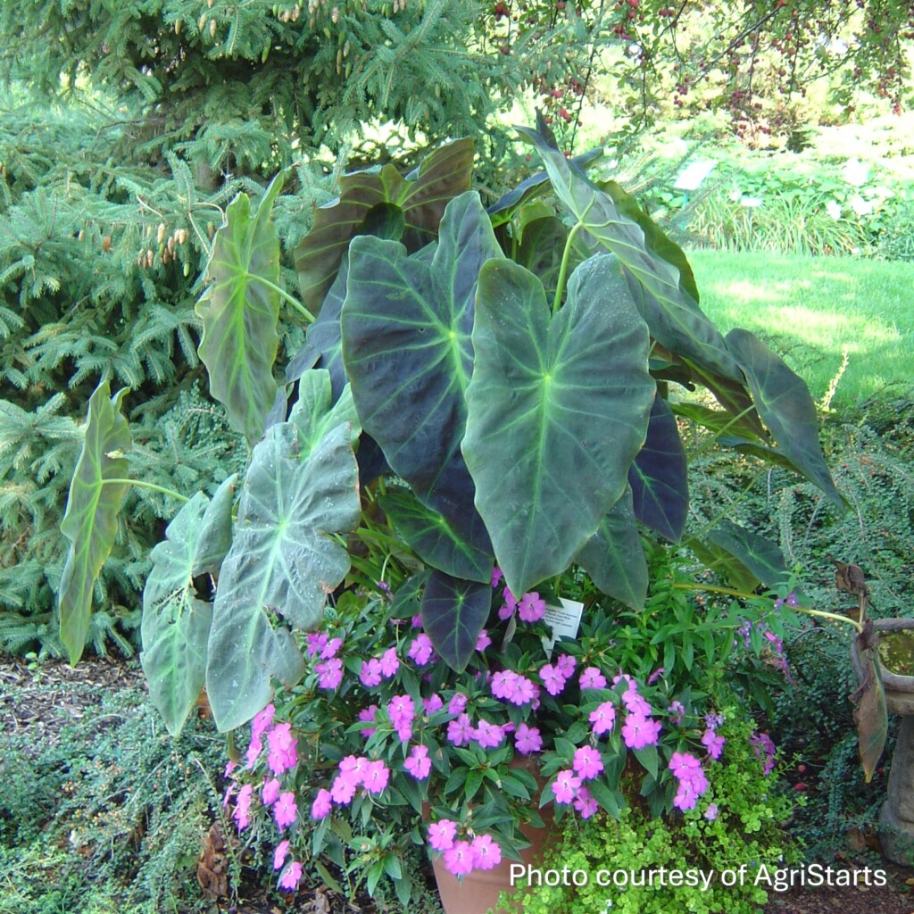 Colocasia esculenta ‘Illustris’ (Elephant Ear) - Cavano’s Perennials