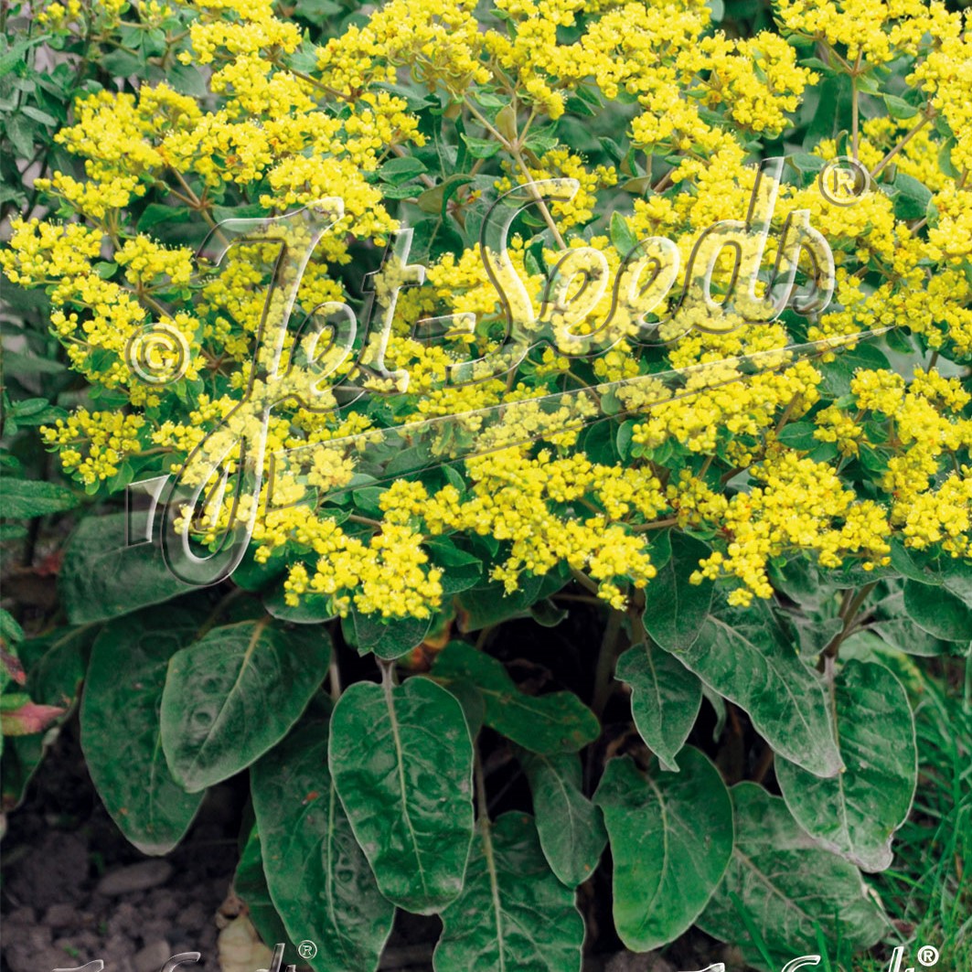 Eriogonum allenii ‘Little Rascal’ (Shale Barrens Buckwheat) - Cavano’s ...