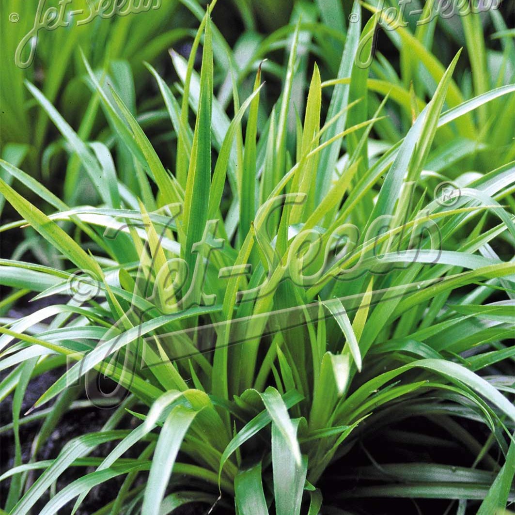 Luzula sylvatica ‘Select’ (Great Woodrush) - Cavano's Perennials