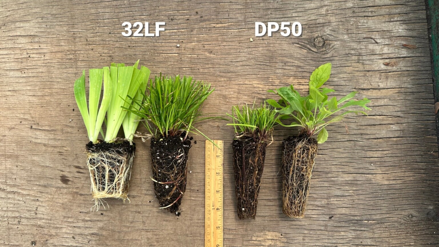 Plugs for Direct Planting into the Landscape - DP50 and 32LF - Cavano's ...