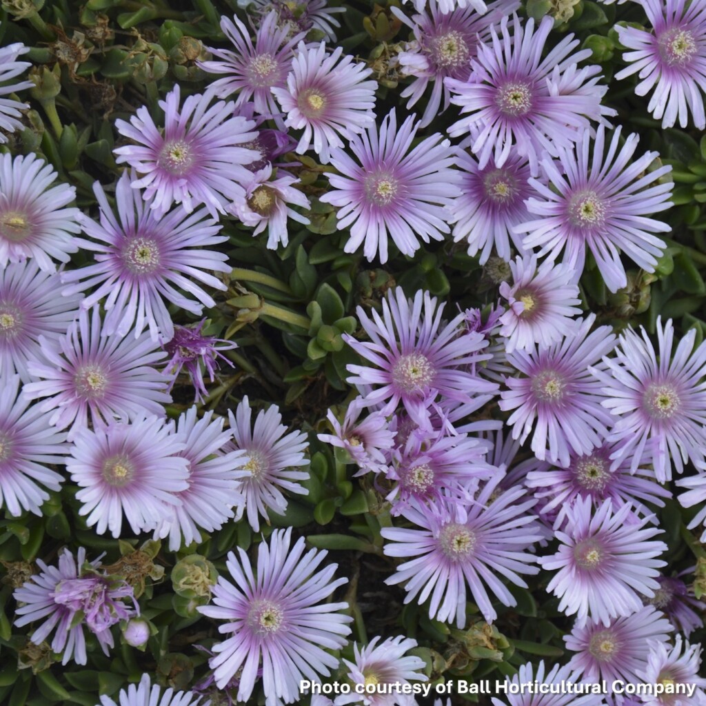 Delosperma x Lavender Ice (Ice Plant) - Cavano’s Perennials