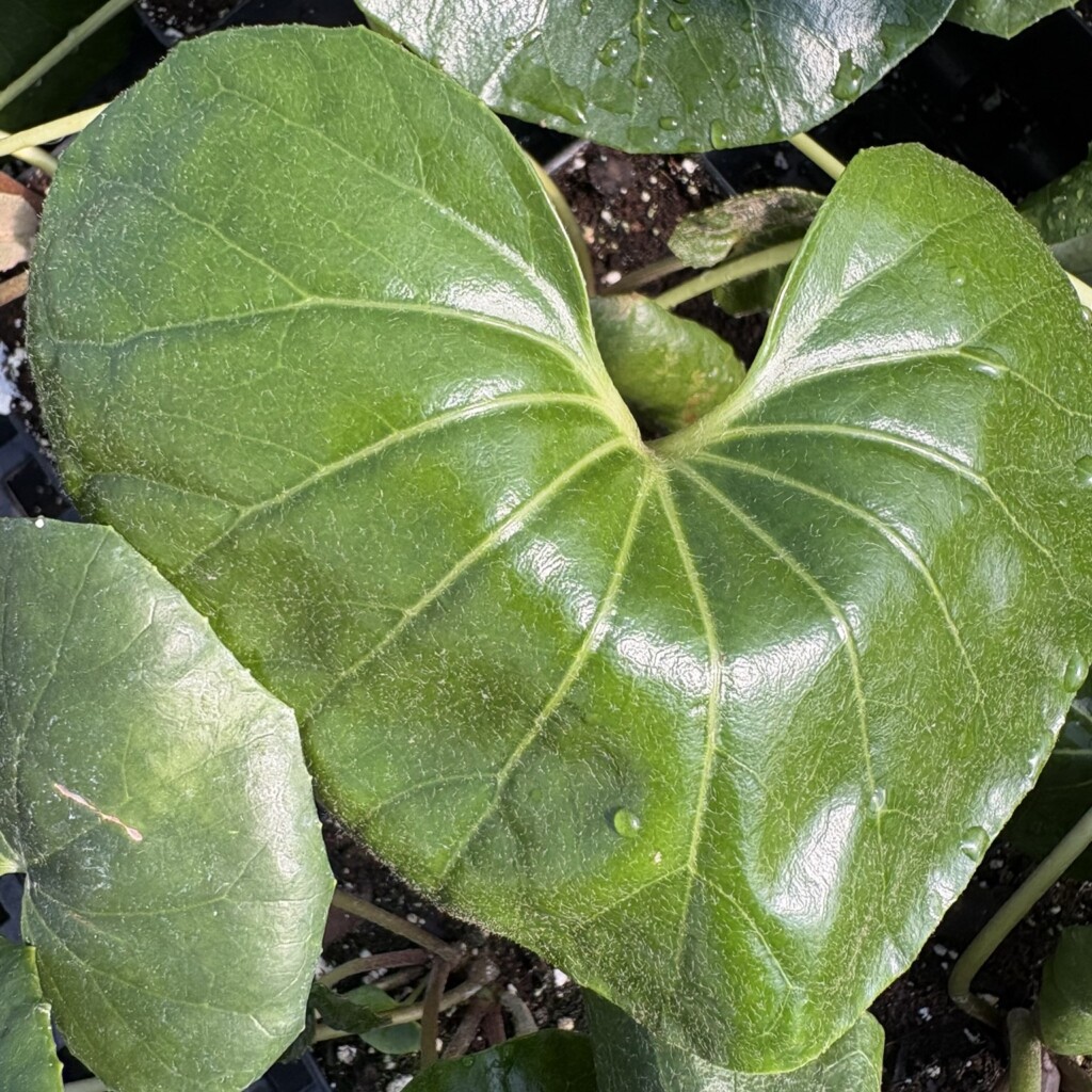Farfugium japonicum Gigantea (Leopard Plant) - Cavano’s Perennials