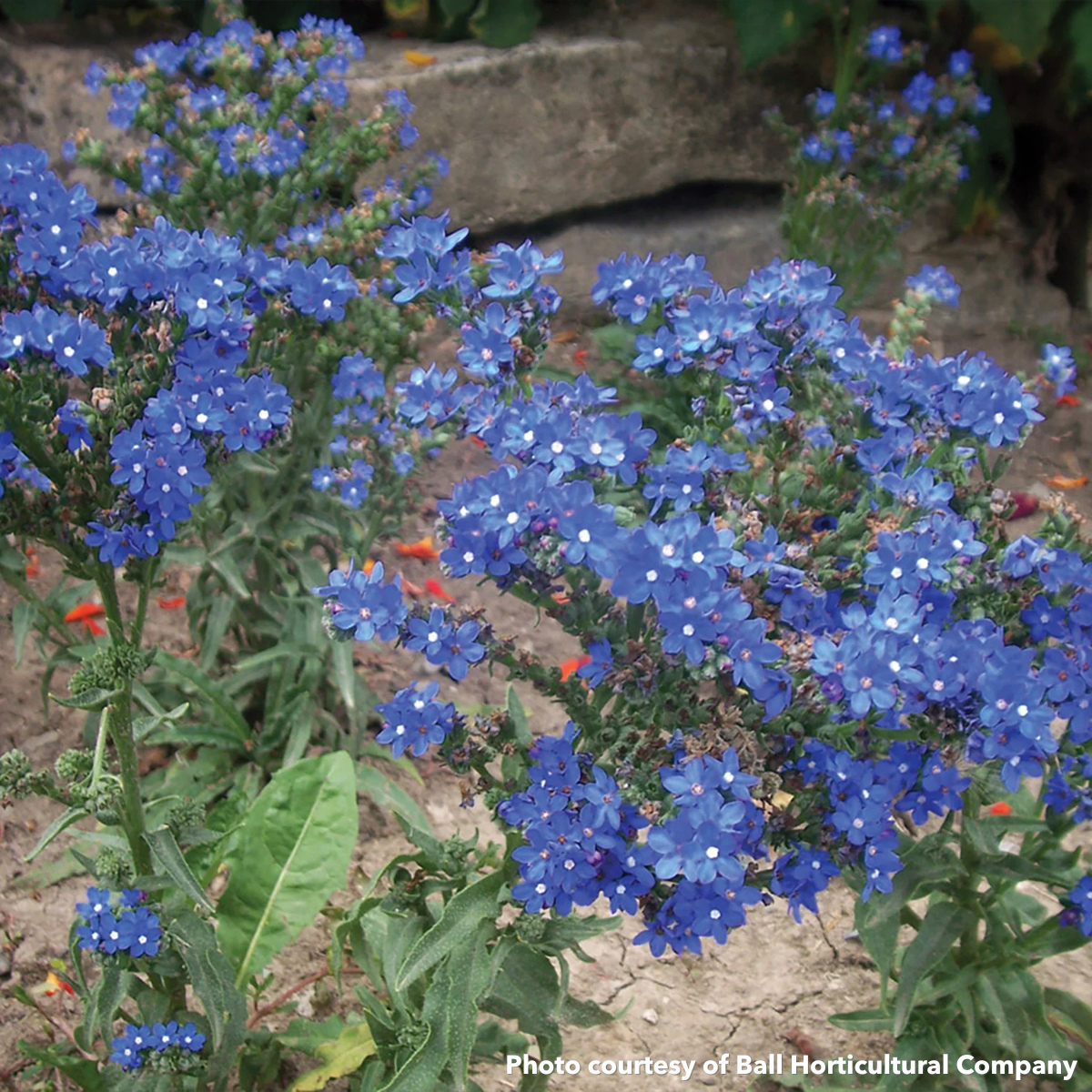 Anchusa capensis Blue Angel (Summer Forget-Me-Not) - Cavano’s Perennials