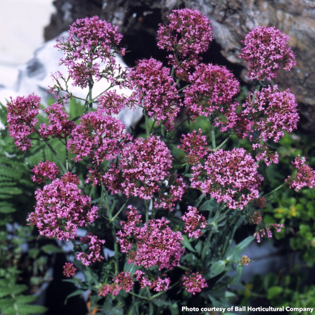 Centranthus ruber Pretty Betsy (Red Valerian) - Cavano’s Perennials